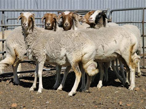 Sustainable Animal Science