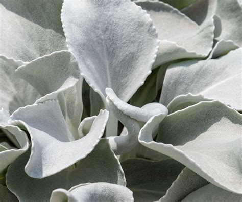 Best 6 Plants With Silver Foliage Drought Tolerant Planting Homes And Gardens