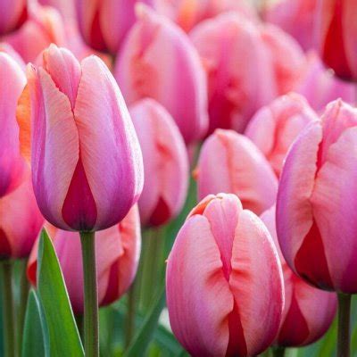 Тюльпаны триумф - Тюльпаны, Крокусы, Нарциссы (Голландия) 🌷Осень🍁Ждем ...