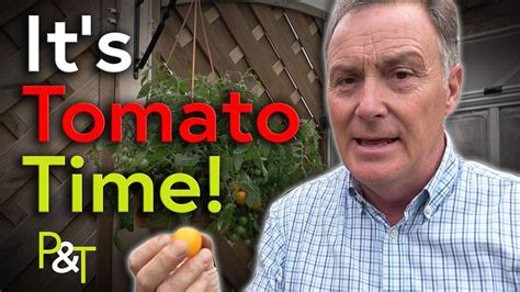 Tomato Growing Masterclass Pots And Trowels Youtube