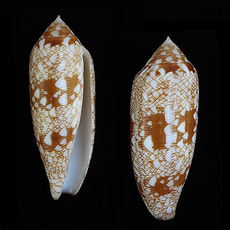 Conus Auricomus Rare Locality From Terengganu Malaysia Superb Quality Malacology