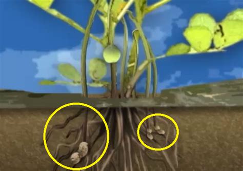 땅콩 키우기 땅콩 심는 시기 땅콩 심는 방법 농사정보