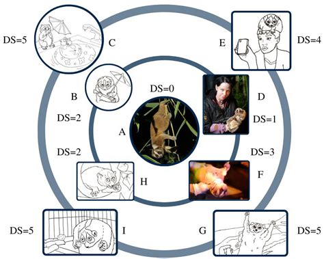 Frontiers Normal Redefined Exploring Decontextualization Of Lorises