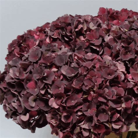 Hydrangea Classic Magical Dark Ruby 50cm Floral Reserve