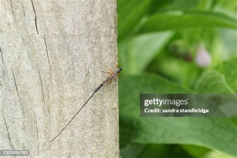 Ichneumon Wasps Photos And Premium High Res Pictures Getty Images