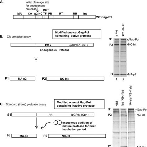 Inhibition Of Gag Pol Cleavage Cis And Trans By Hiv 1 Protease