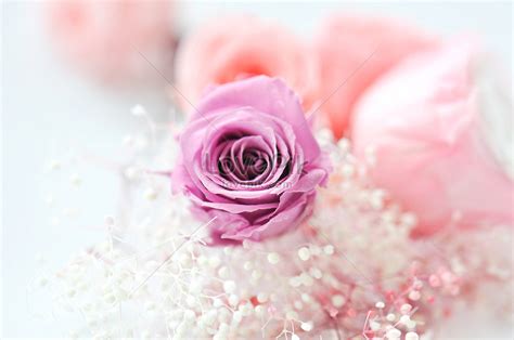 Rose Close Up Picture And Hd Photos Free Download On Lovepik