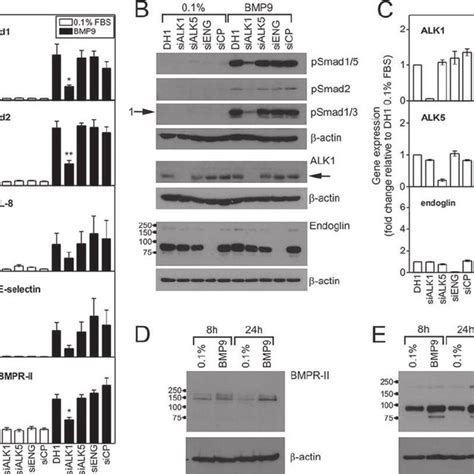 Bmp9 Induction Of Smad Phosphorylation And Mrna Transcription In Hpaecs