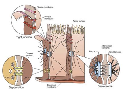 Anatomy And Physiology Chapter 5 Tissues Living Communities Flashcards Quizlet