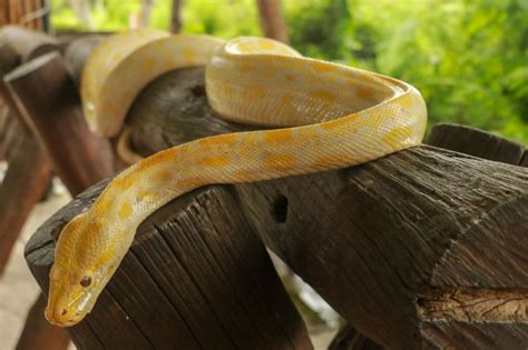 12 Foot Python Found After Escaping Survival Life