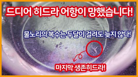 하하하하 두달동안 굶은 히드라들은 모두 죽었습니다 Youtube