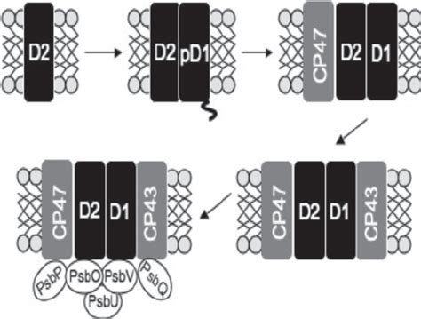 Schematic Of Psii Assembly The Pd1 Protein Is Inserted Into The