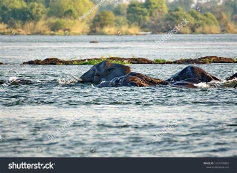 Elephants Having Sex Zambezi River Above Stock Photo Shutterstock