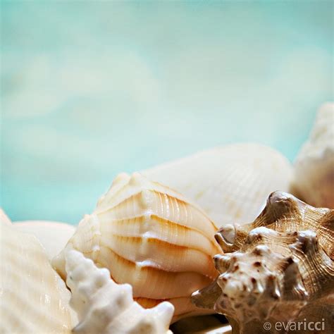 18 Best Sea Shells Images On Pinterest Sea Shells Shells And Seashells