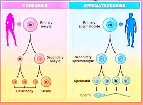 Biosgd Biological Science Blog By Santigopal Das