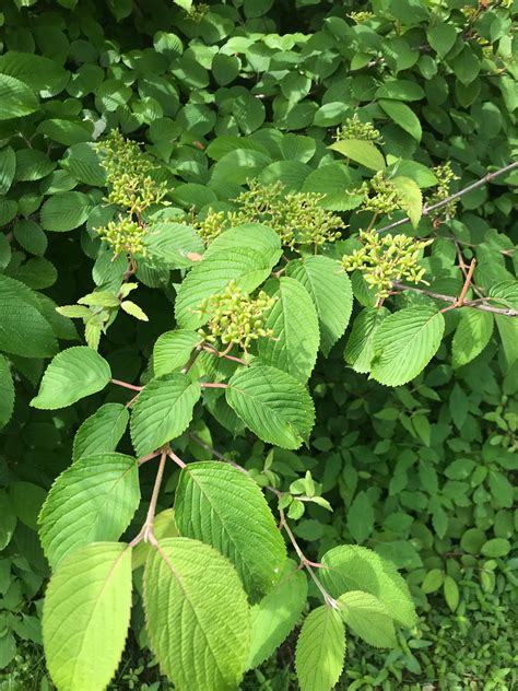Adirondack Park Invasive Plant Program Japanese Snowball
