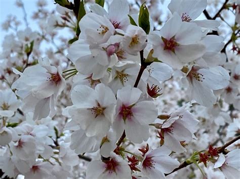 No Pictures Of The Notorious Stumpy” Cherry Tree By The Tidal Basin But Sharing A Few Snaps Of