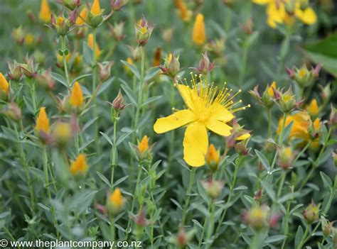Buy Hypericum Perforatum Plants Free Shipping Over 150