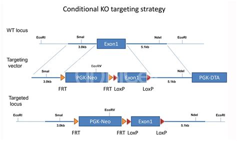 Custom Gene Targeting Vector Synthesis Bicell Scientific®