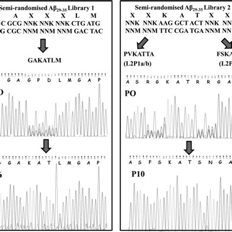 Schematic Of Library And Sequence Selection Technique The Library Is Download Scientific