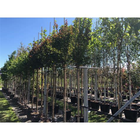 Lagerstroemia Rosea Nova Fuchsia Lagerstroemia