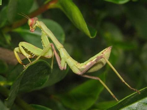 Praying Mantis Wallpapers Wallpaper Cave Praying Mantis Wallpapers Wallpaper Cave