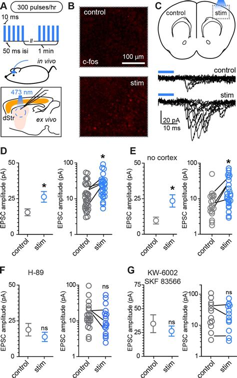 Figures And Data In Neuromodulation Of Excitatory Synaptogenesis In Striatal Development Elife