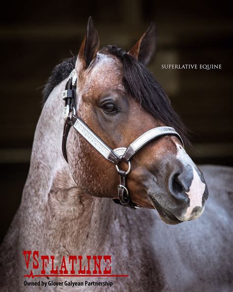 Vs Flatline 4×5 With Logo Instrideedition