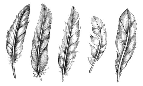 Feathers Drawing Background