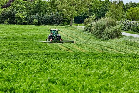 Alfalfa Versatile Forage Crop