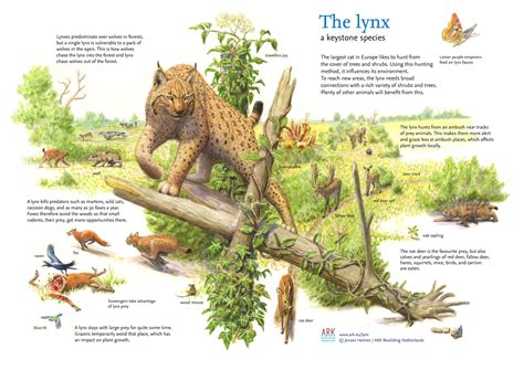 Lynx Rewilding Europe