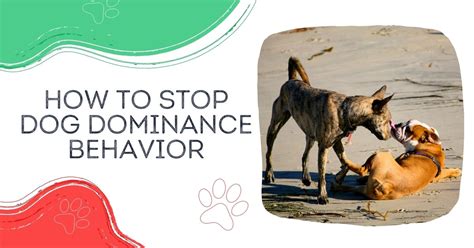 How Do You Know If A Puppy Is Dominant