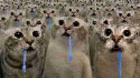 Drooling Cat Crowd Of Drooling Cats Know Your Meme
