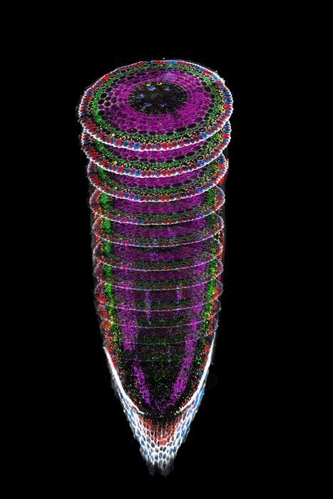 Rice Root [image] Eurekalert Science News Releases