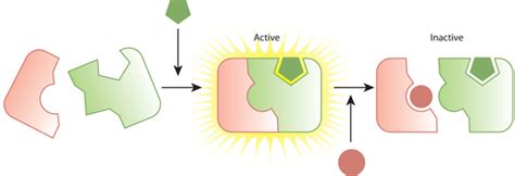 Activation And Inactivation Of Of Enzyme Reactions Learn Science At Scitable