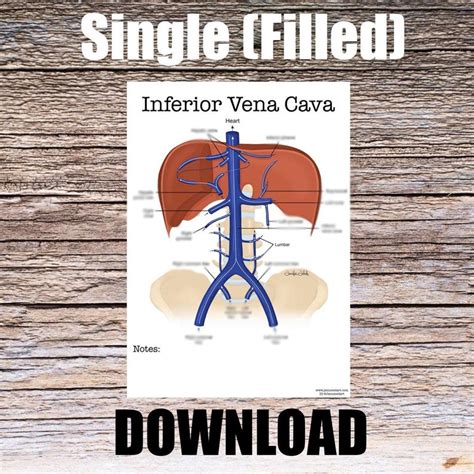 Inferior Vena Cava Anatomy Worksheet Single Filled Digital Download