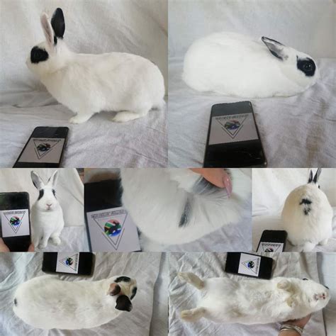 Moerbeibos Rabbitry Pretoria
