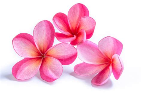 Fleur Tahiti Banque Dimages Et Photos Libres De Droit Istock
