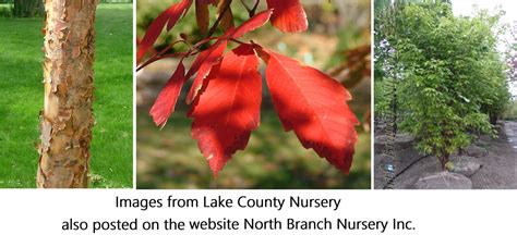 Gingerbread Paperbark Maple Low Maintenance Tree