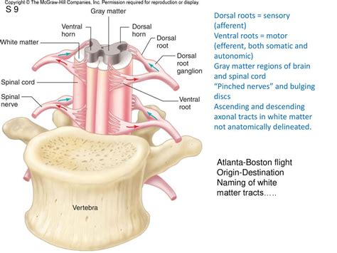 Dorsal Root とは Dorsal Root Definition Anatomy Hdtgo