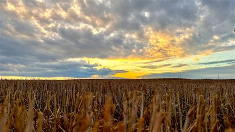 Premium Photo Agricultural Field With Cut Wheat