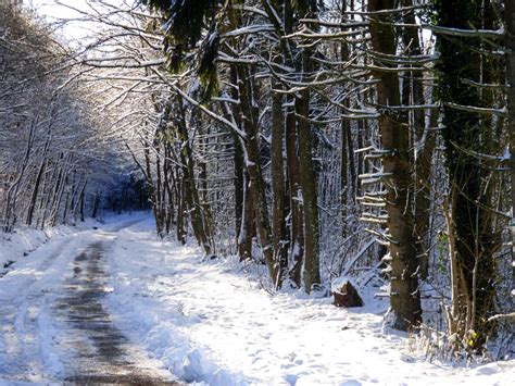 무료 이미지 나무 분기 감기 화이트 서리 얼음 날씨 눈이 내리는 시즌 겨울 풍경 가문비 신발류 룩셈부르크 삼림지 서식지 동결 숲 경로 눈