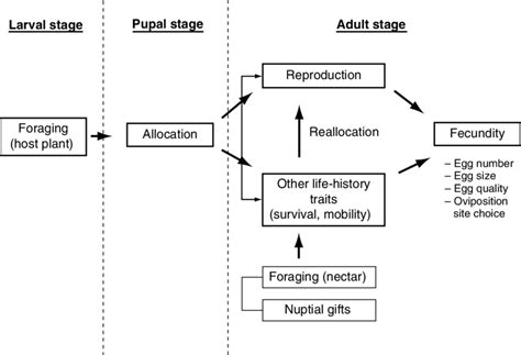 1 Diagram Of The Links Between Foraging Allocation Reallocation Of