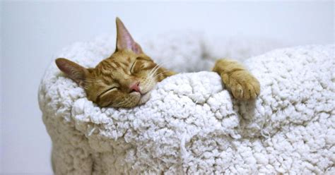 A Good Nights Rest Preachers Block