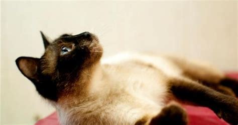 Siamo Katė Žmonėslt