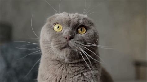 밥 먹었어요 고양이와 함께하는 달콤한 일상 Youtube