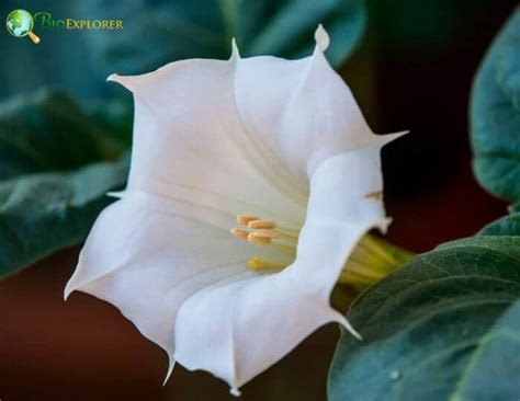 Thornapple Flowers Datura Stramonium Jimson Weed