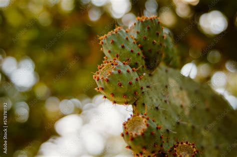 Cactus Y Suculentas Flora Natural De México De La Zona Del Bajío