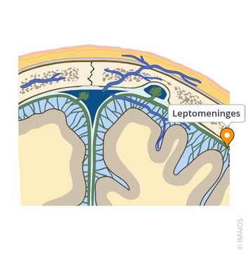 Leptomeninges E Anatomy Imaios