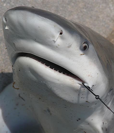 Small Device Can Reduce Shark Bycatch X Ray Mag